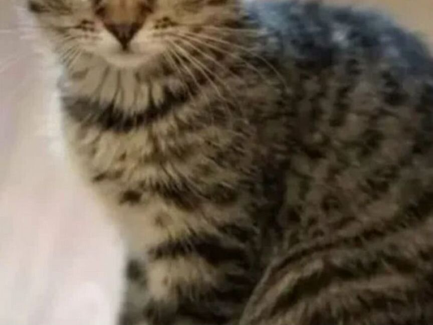 Котенок девочка