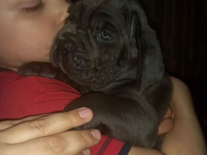 Щенки кане corsa