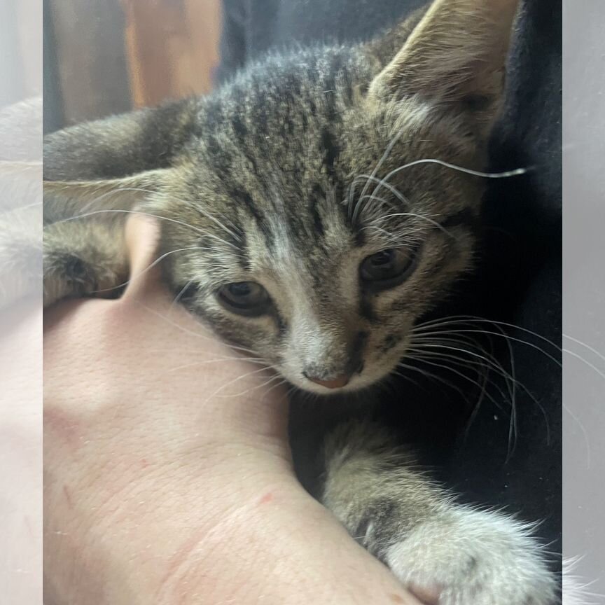 Котёнок в добрые руки