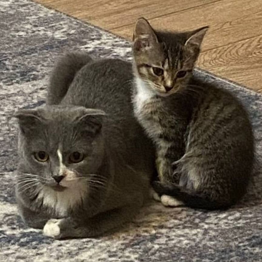 Шотландский вислоухий короткошёрстный котёнок