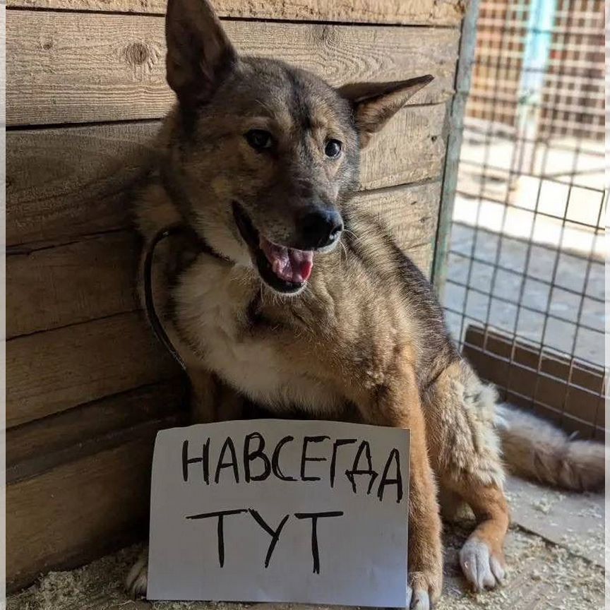 Взрослая собака в добрые руки