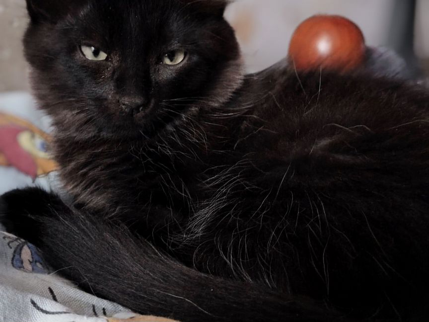 Красавец-мужчина ищет семью