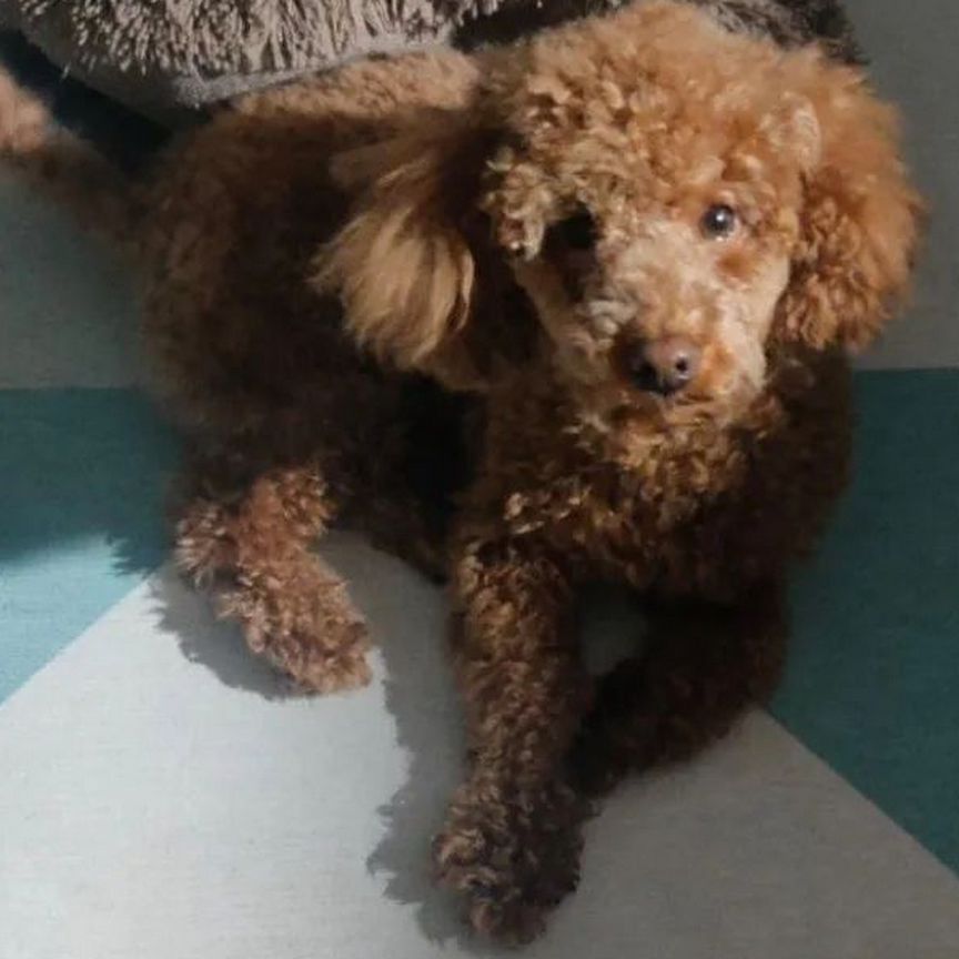 Той-пудель, взрослый пёс