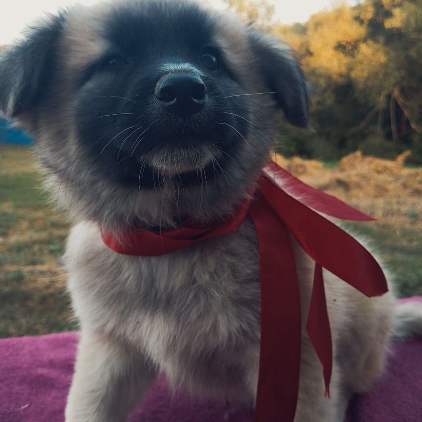 Щенок девочка в добрые руки