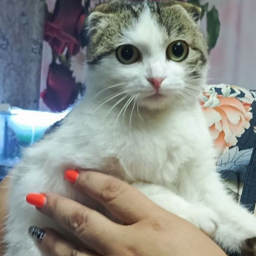 Кошечка подросток