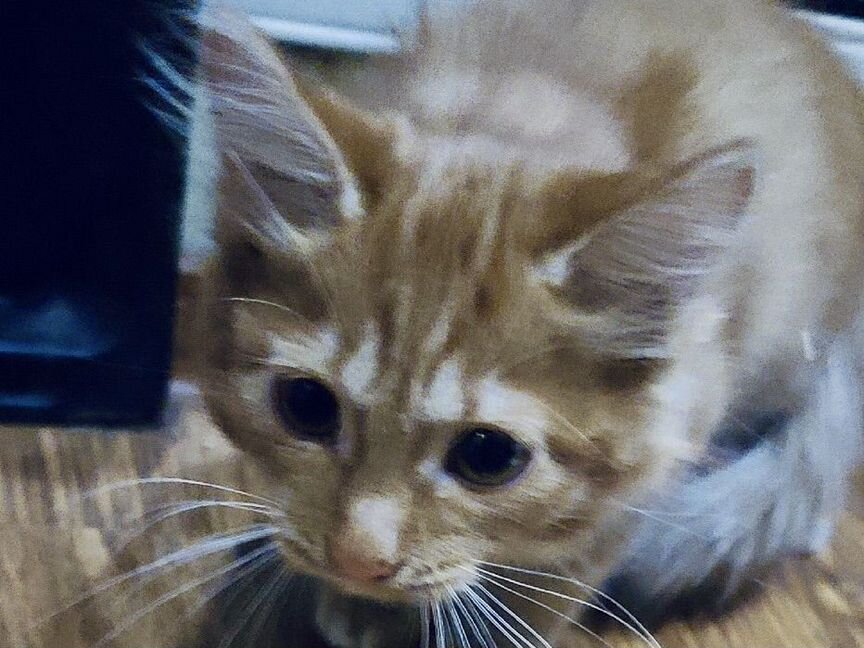 Рыжий котенок в добрые руки бесплатно