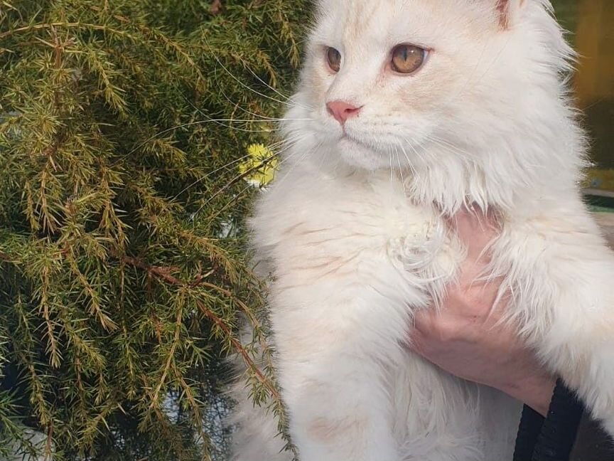 Котята мейн-кун