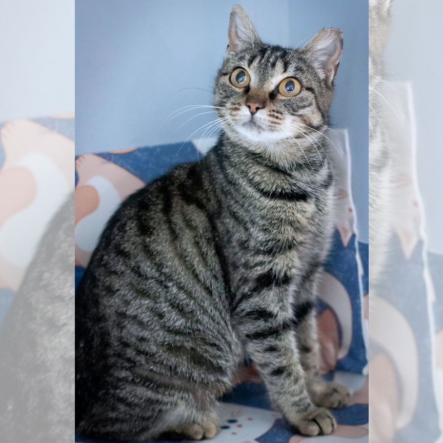 Взрослая, Девочка кошка в добрые руки