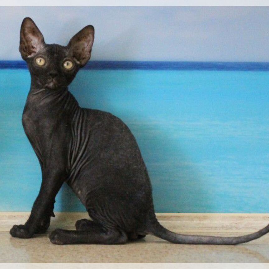 Донской сфинкс котёнок