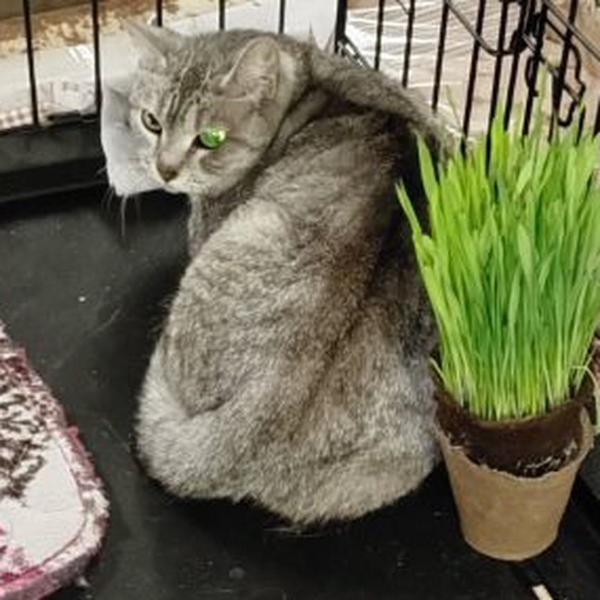 Взрослая, кошка в добрые руки