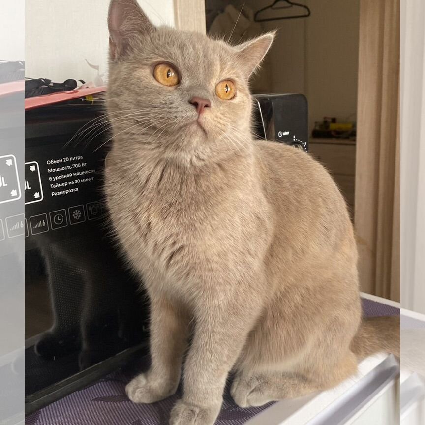 Отдам в самые добрые руки кошечку