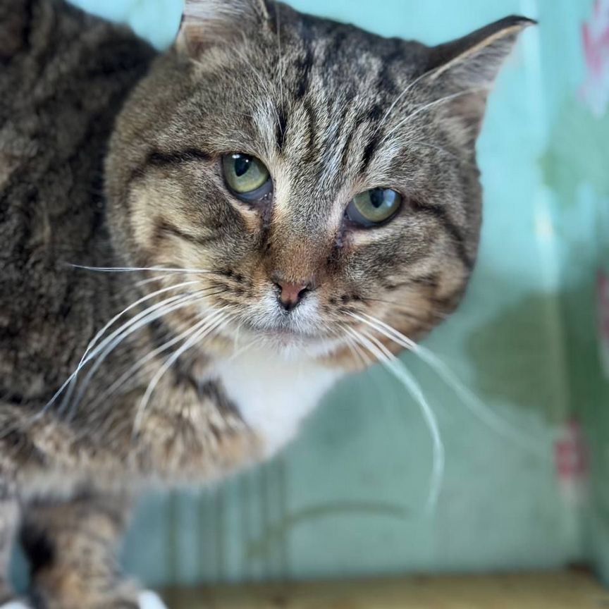 Кот в добрые руки