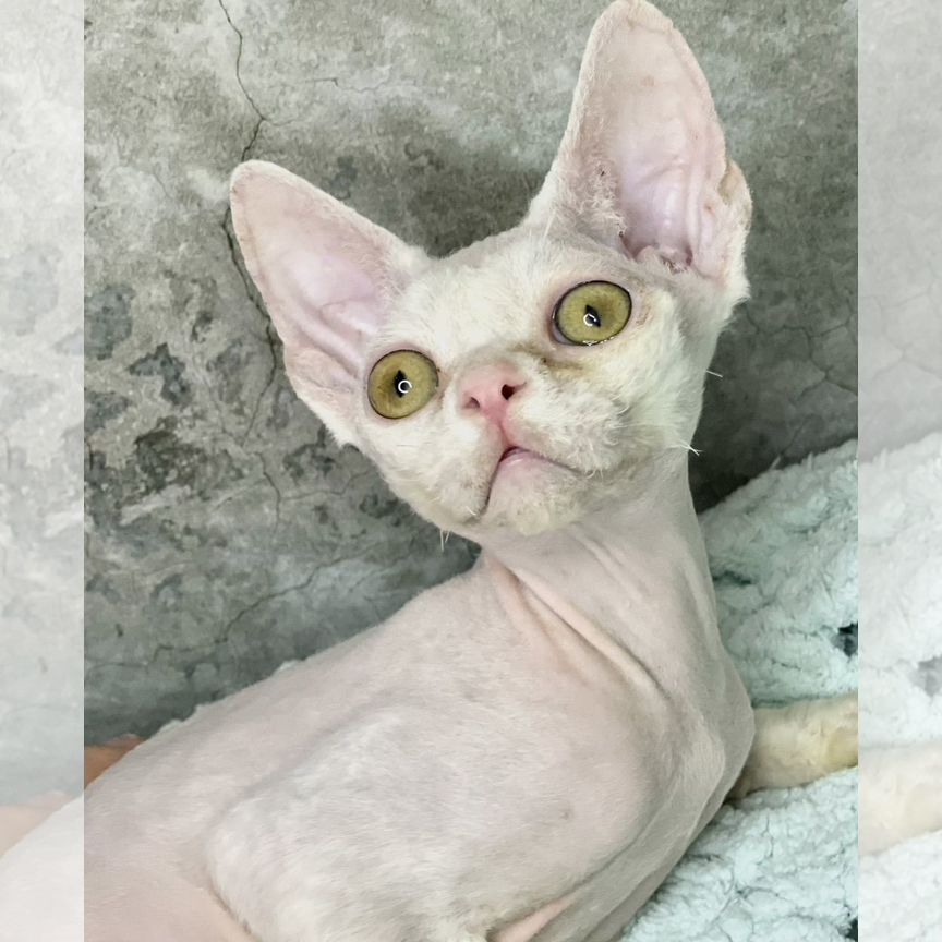 Девон-рекс котёнок