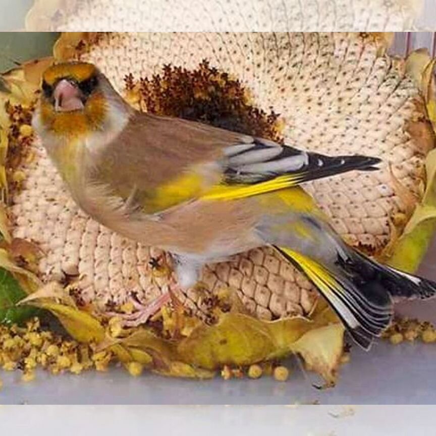 Гебрид щегла и канарейки