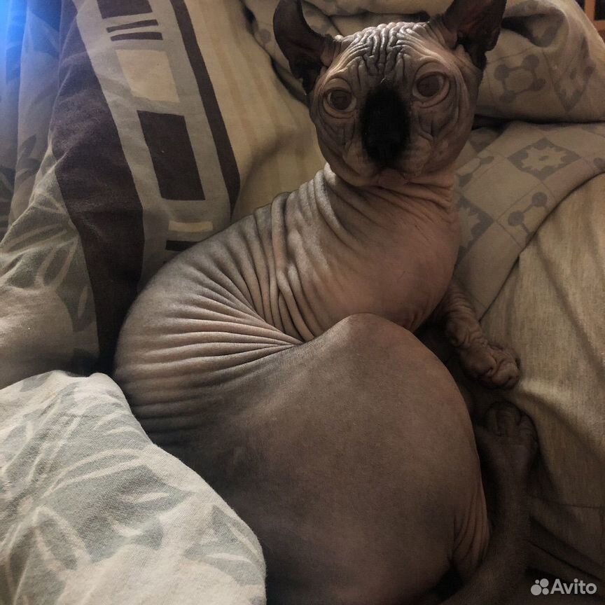 Канадский сфинкс эльф вязка