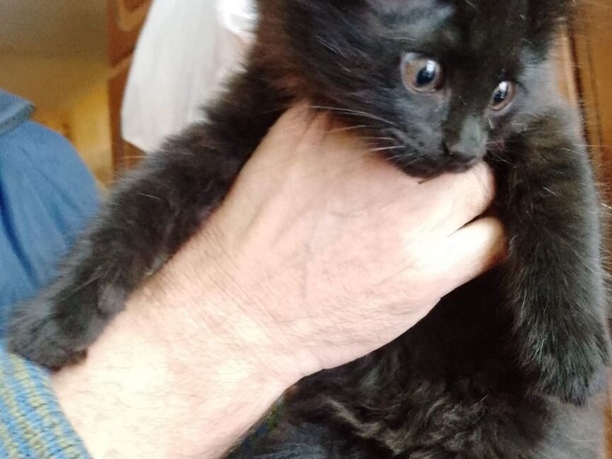 Пушистое черное облачко