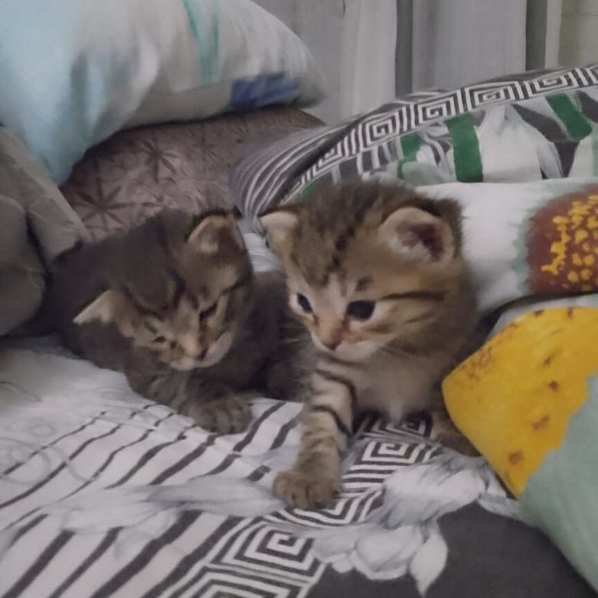 Шотландские вислоухие котята
