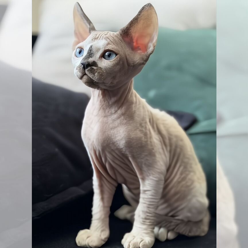 Девон-рекс котёнок