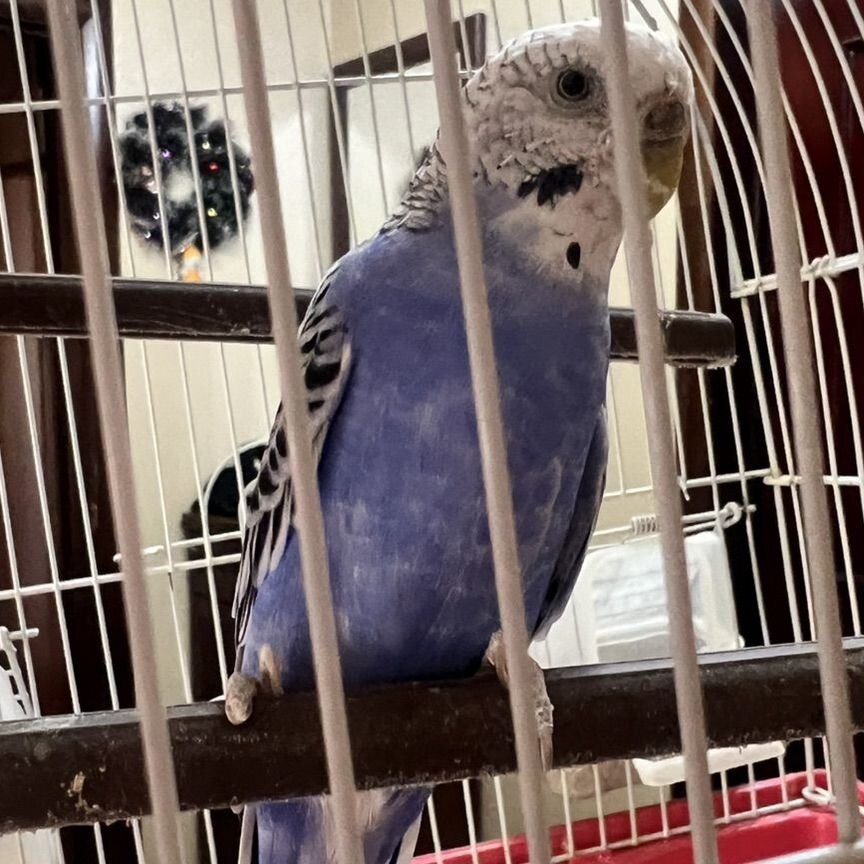 Попоугайчик