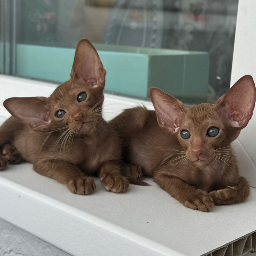 Ориентальные котята