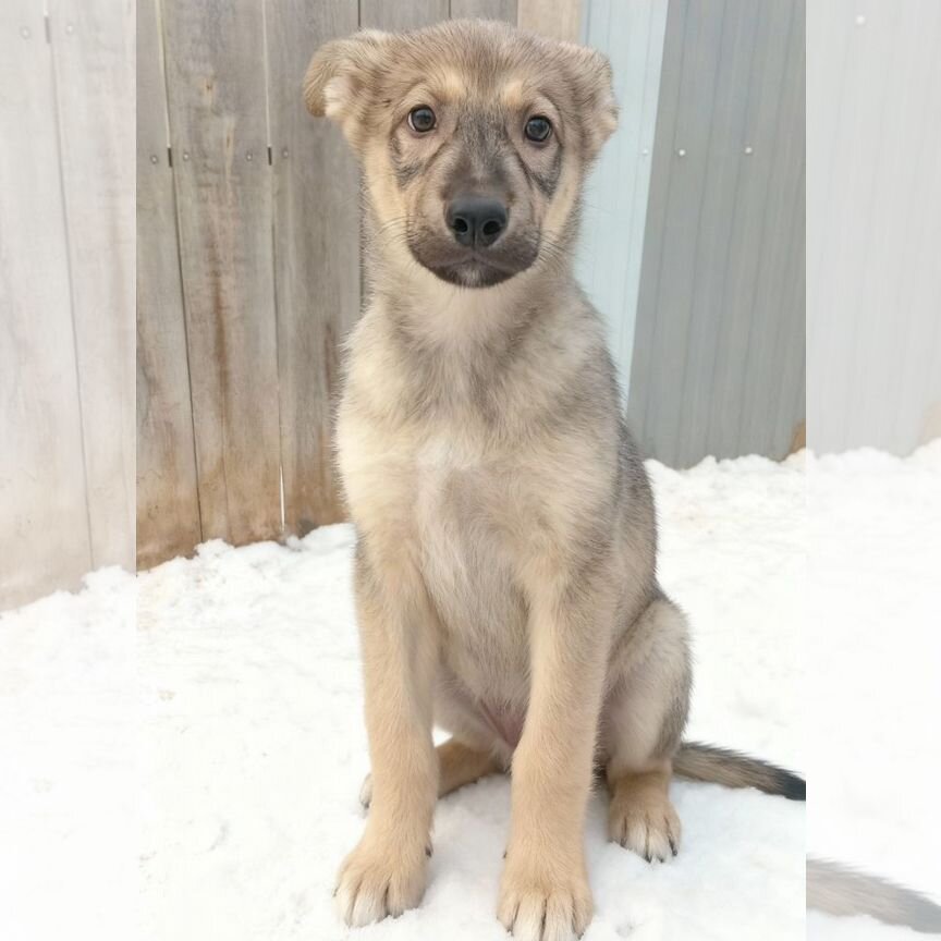 Щенок от частного владельца