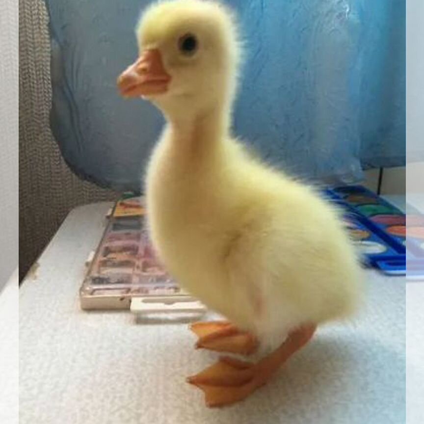 Продам инкубационное гусиное яйцо