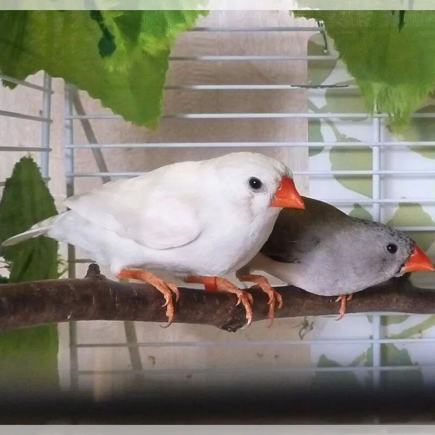 Зебровые амадины Воронеж