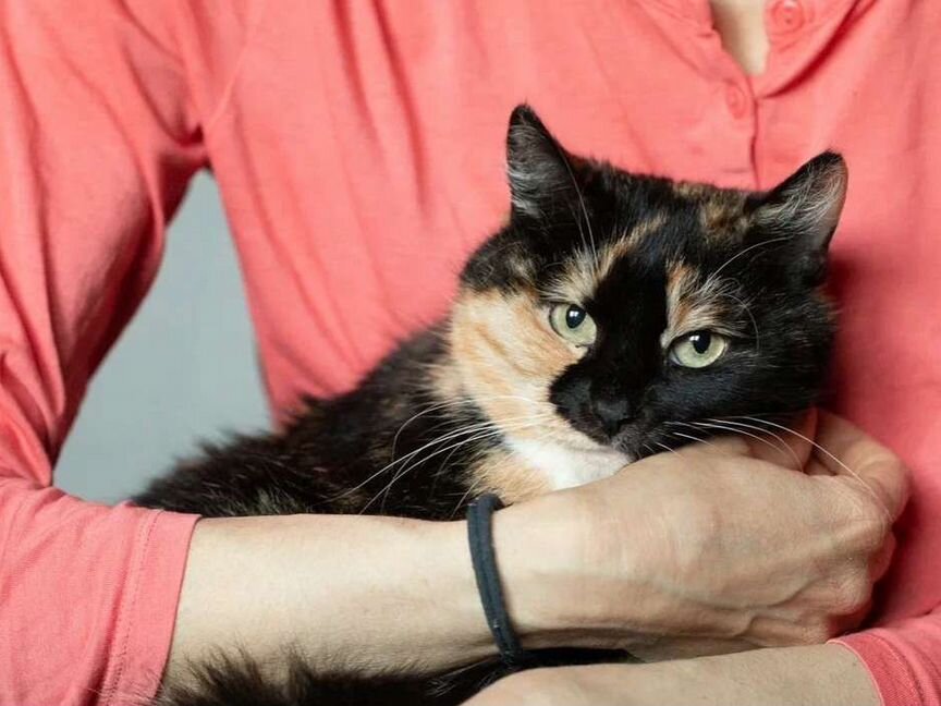 Трехцветка Фрида в поисках заботливой семьи