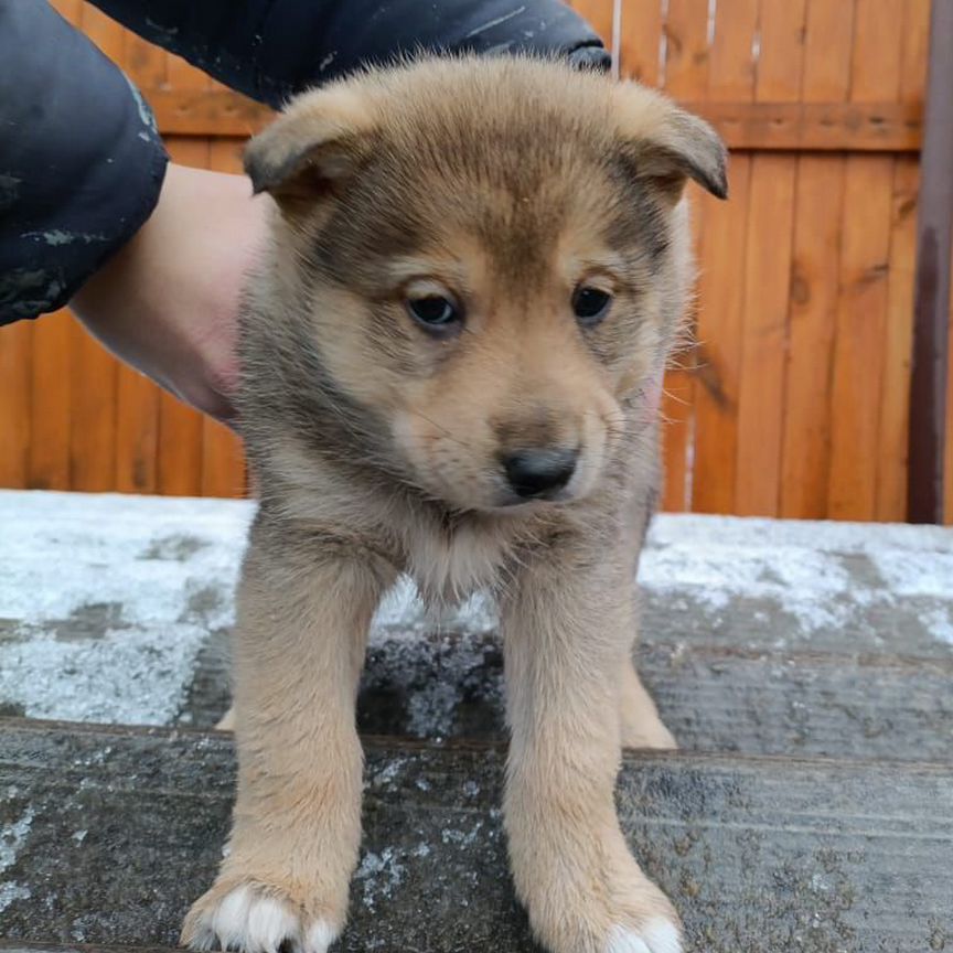 Лайка, щенок