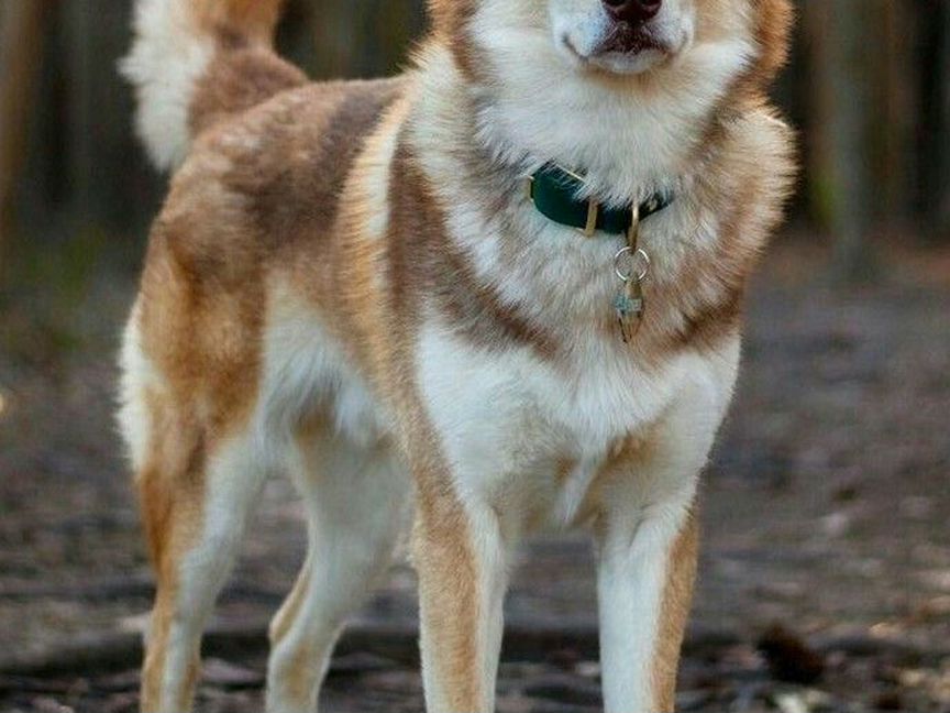Породистые собаки,метисы и дворняги