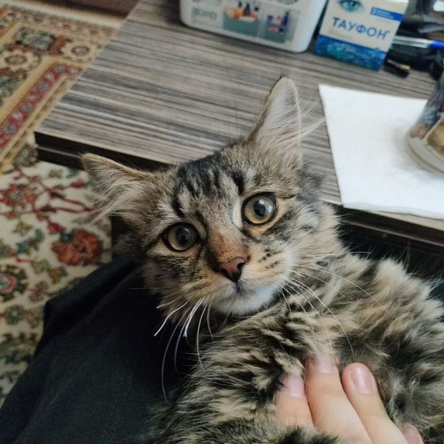 Отдадим кота в добрые руки