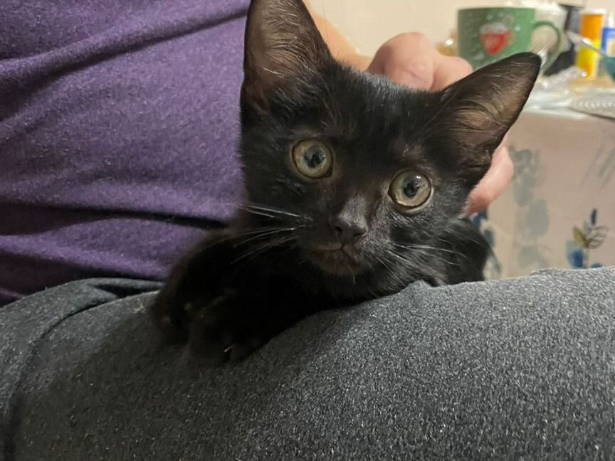 Котёнок Люся