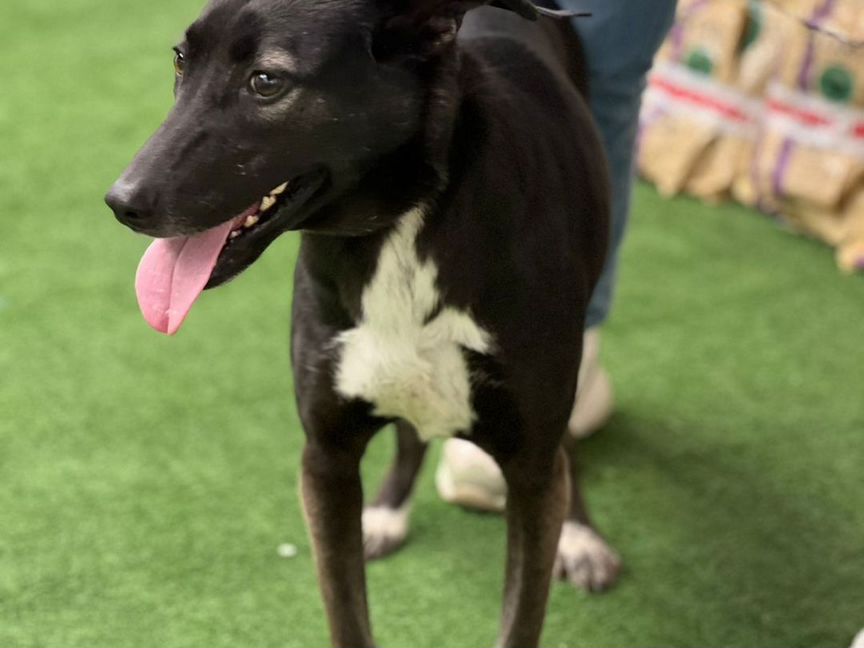 Прада ищет семью