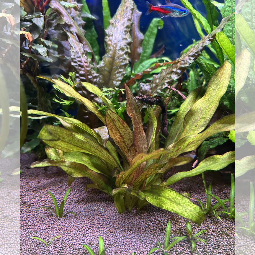 Аквариумное растение