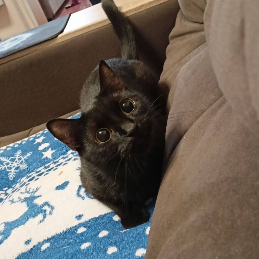 Кошка в добрые руки бесплатно