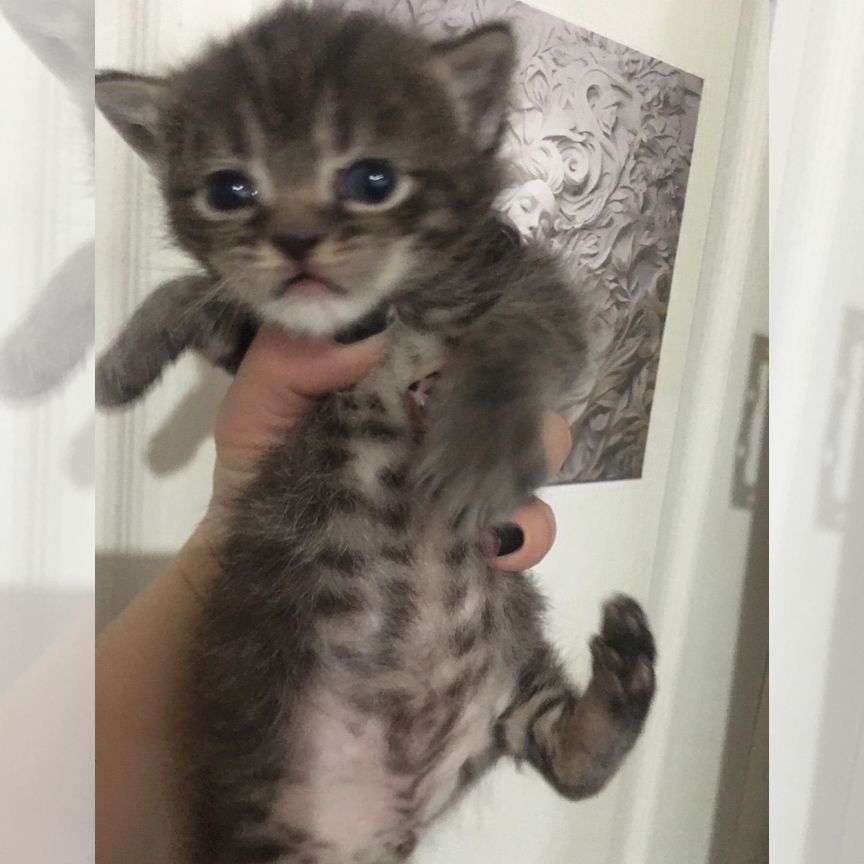 Шотландский прямоухий котенок
