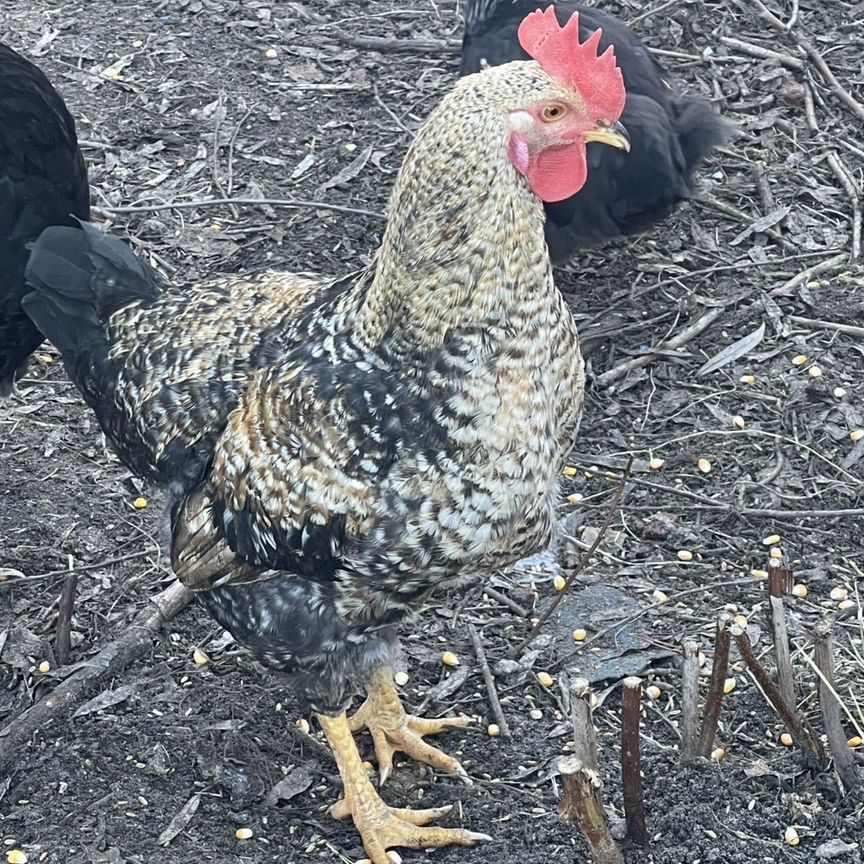 Петух на племя