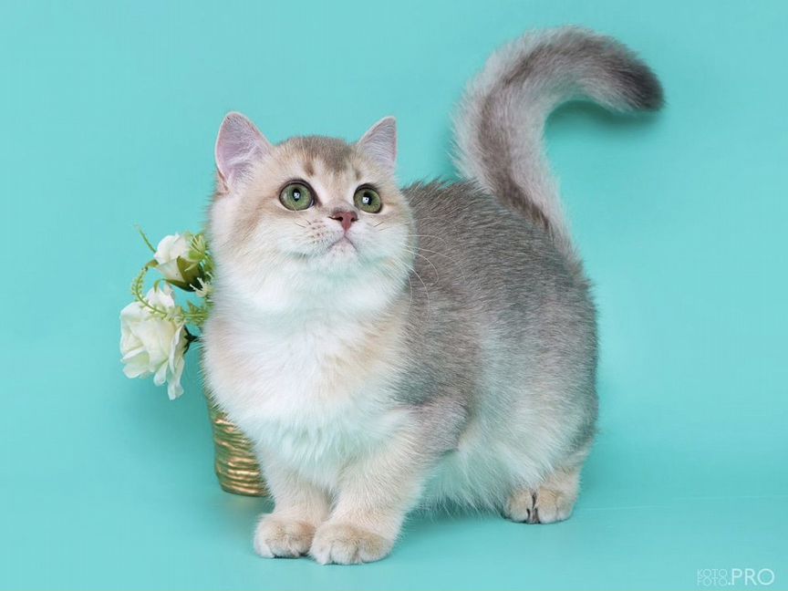 Британская девочка голубое золото