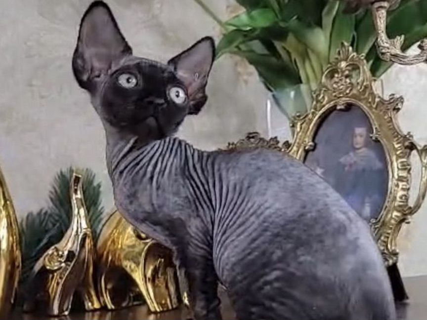 Черный Девон- Мальчик