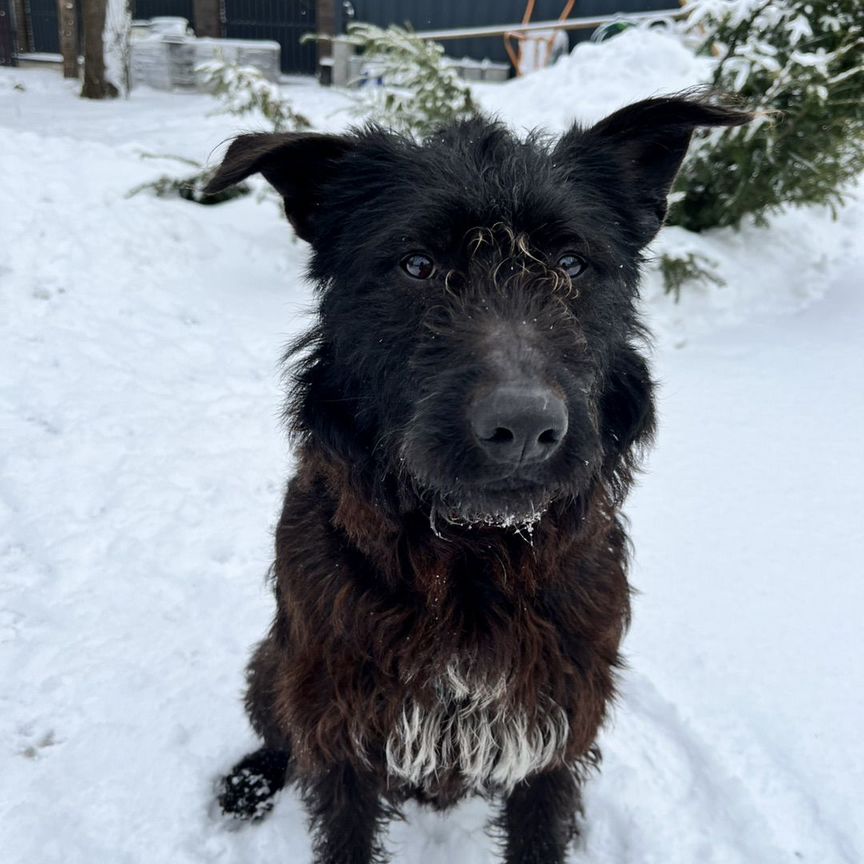 В добрые руки