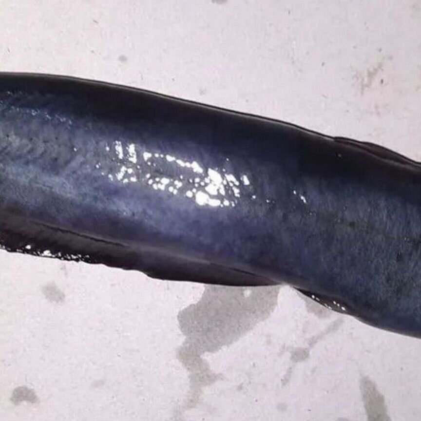 Мешкожаберный сом