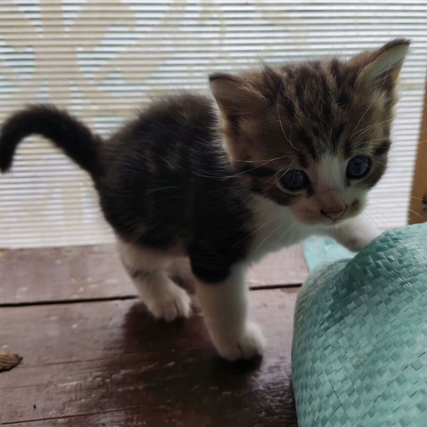Котёнок в добрые руки