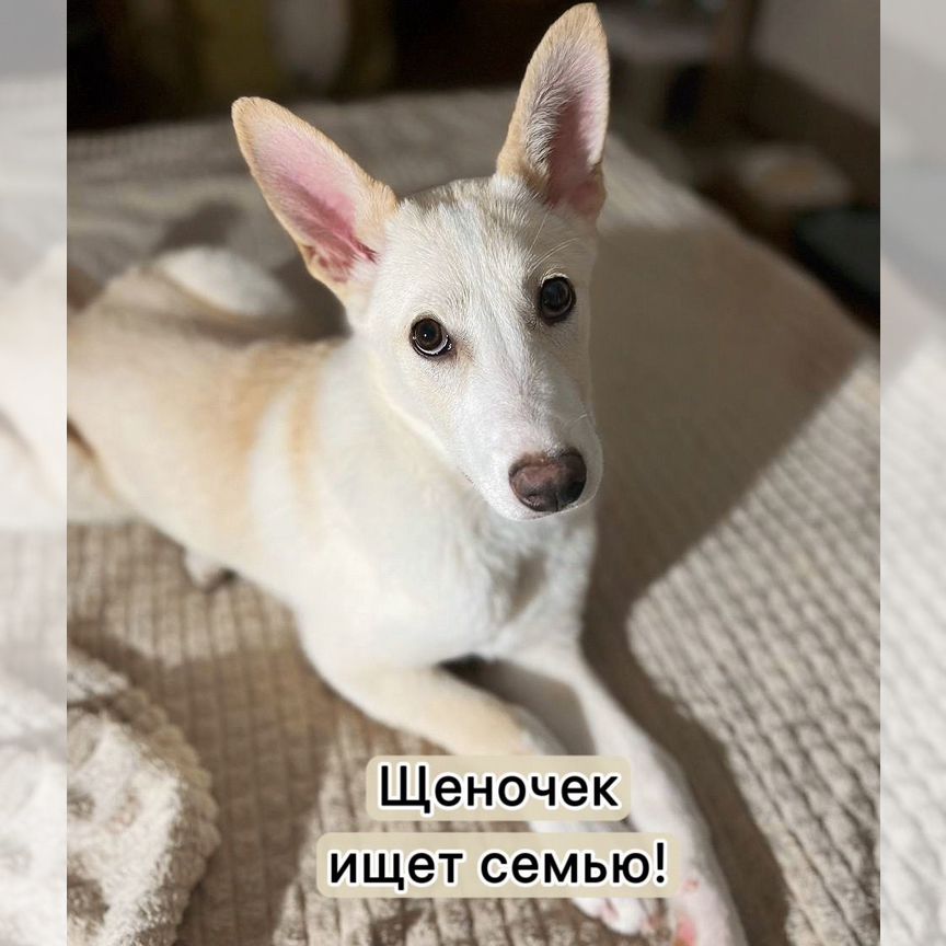 Щенок в добрые руки