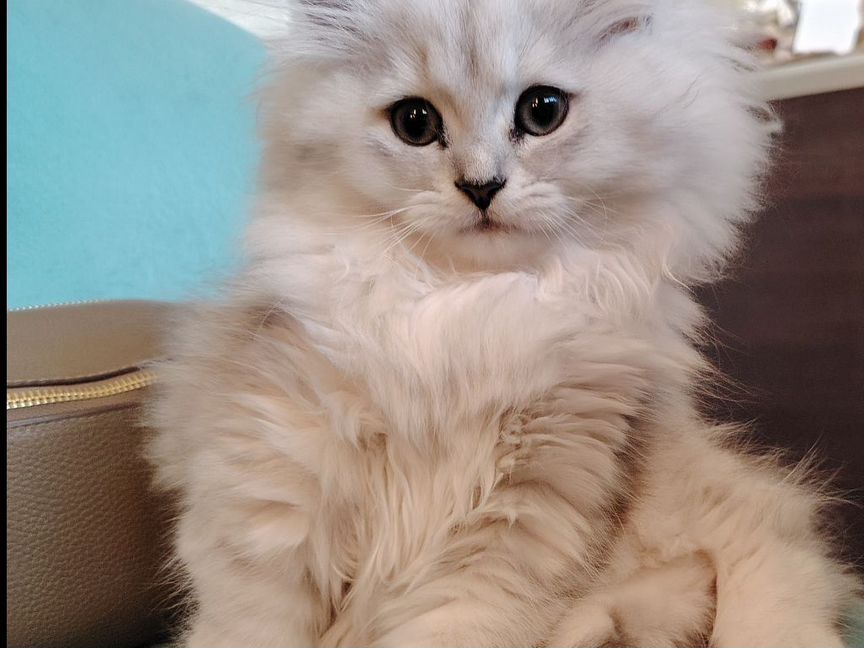 Британские котята