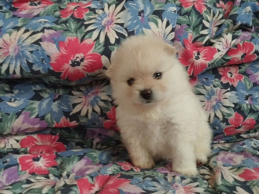 Щенки померанского шпица, кремовые