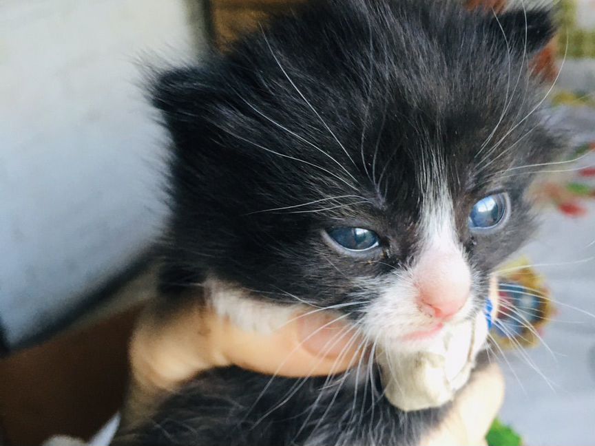 Котята 3 недели