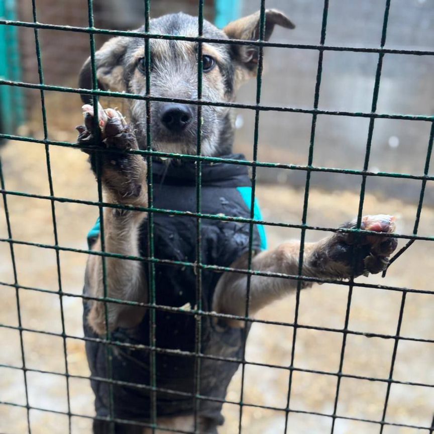 Щенок Искорка из приюта - успеть или опоздать