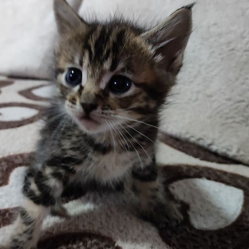 Мейн-кун котёнок