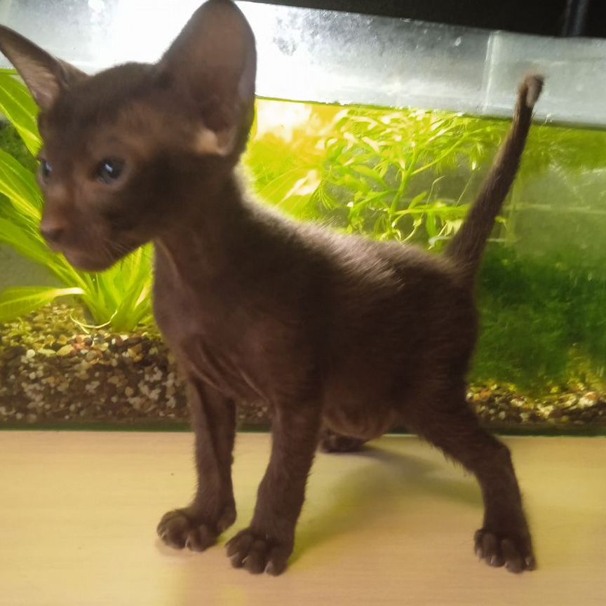 Ориентальный котёнок