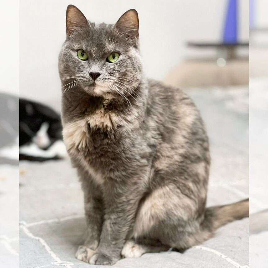 Клеопатра ищет дом